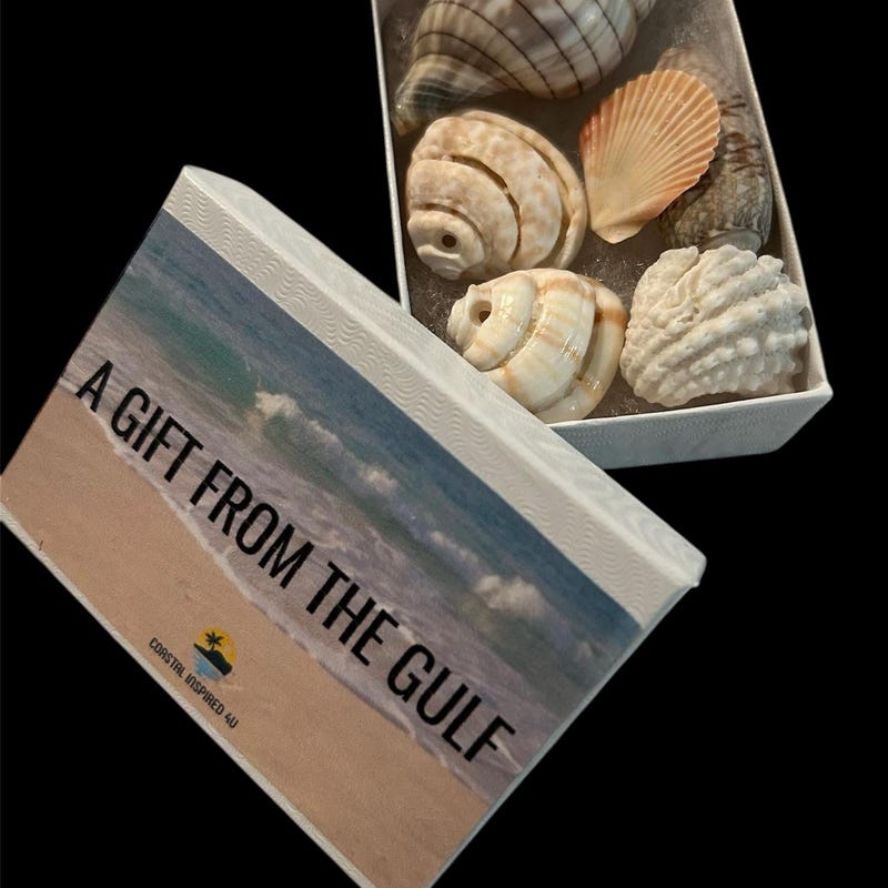 Assorted Seashells - Etsy