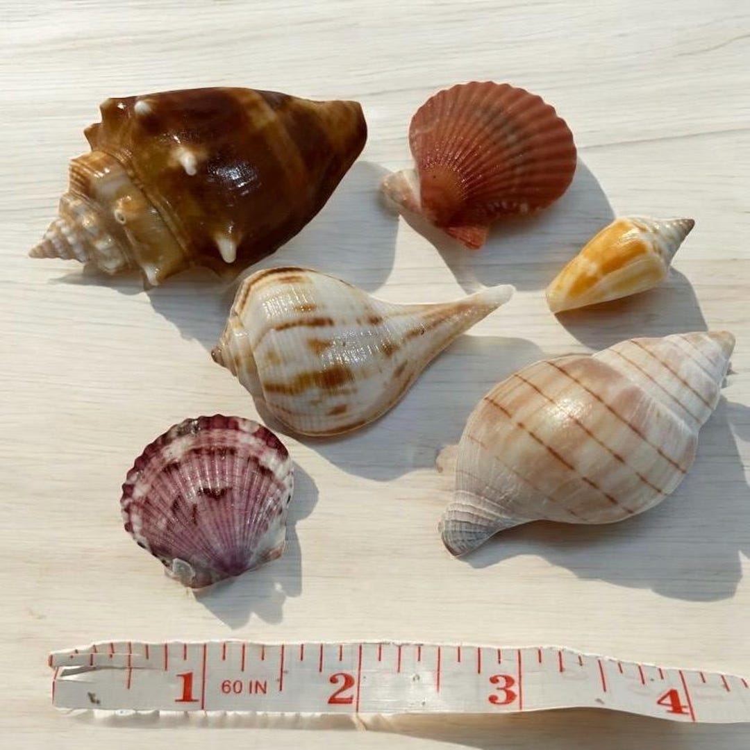 Florida Seashells Starter Pack Gift Box, This Lot of Assorted Seashells ...