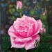 Big Pink Rose,rose With Spring Dew,painting Original Acrylic Painting ...