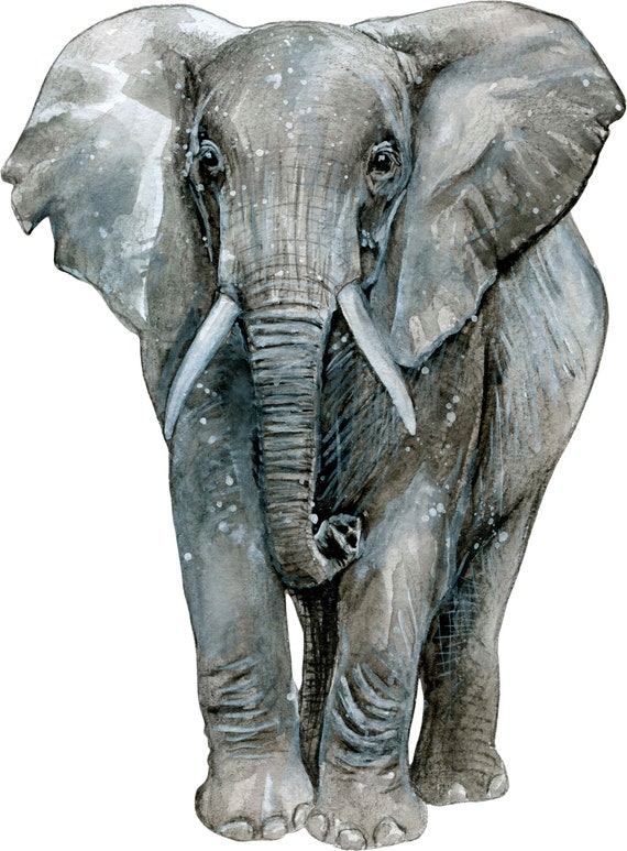 Asian Elephant Face Front
