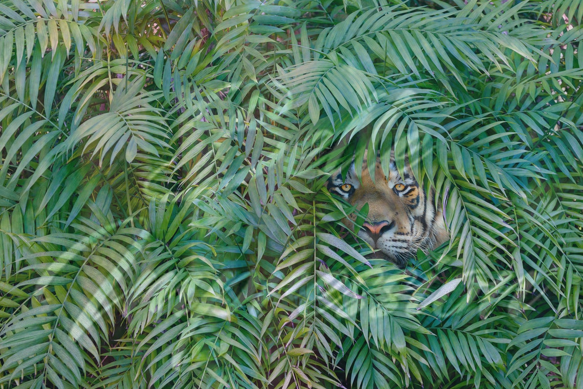 Tiger Hide and Seek, Jungle Wallpaper, Tropical Leaves, Wild Animals ...