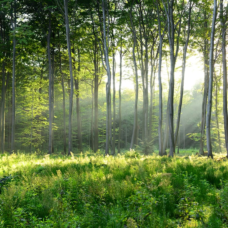 Buy Nature Wallpaper Mural, Green Forest Landscape (large, Removable ...