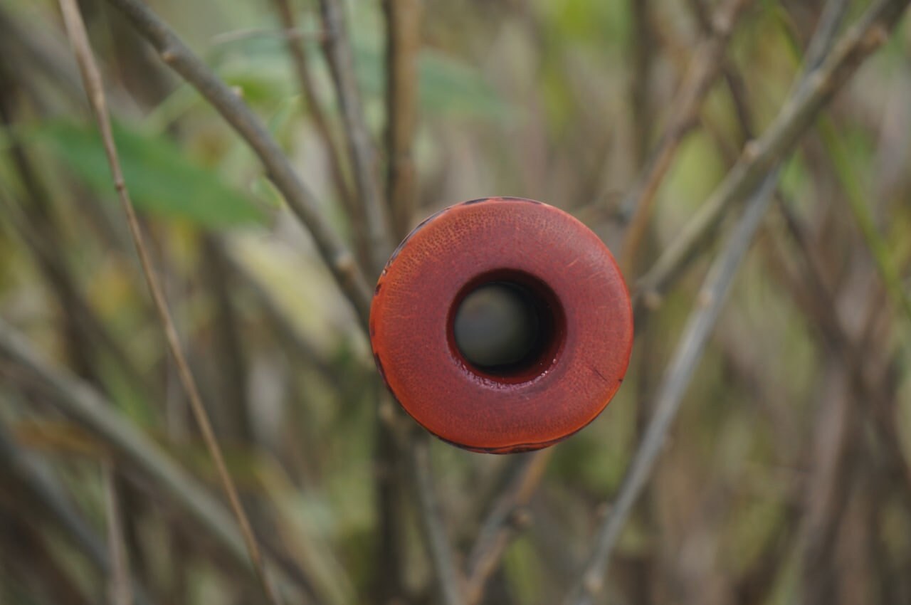 Shakuhachi Zen Flute Key E 49 Cm Myoan School Utaguchi. - Etsy