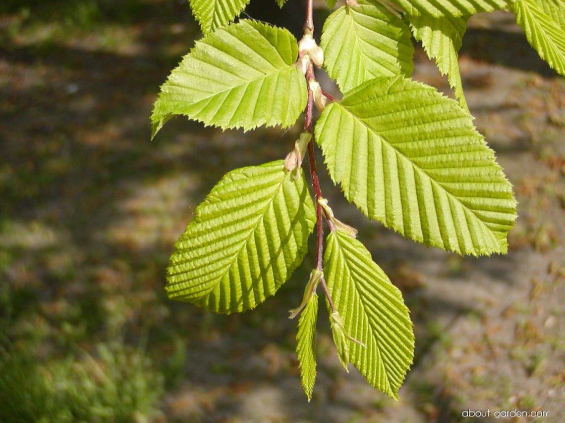 Common Hornbeam carpinus Betulus 200 / 500 / 1500 Seeds - Etsy Canada