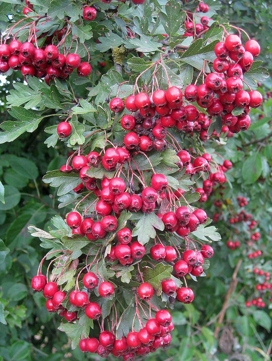 ENGLISH HAWTHORN (crataegus Laevigata ) - 100 / 250 / 600 Seeds + Gift ...