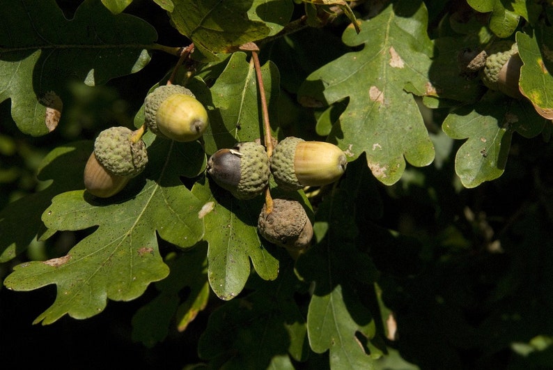 Pubescent oak / Downy oak Quercus pubescens 10 / 25 seeds | Etsy