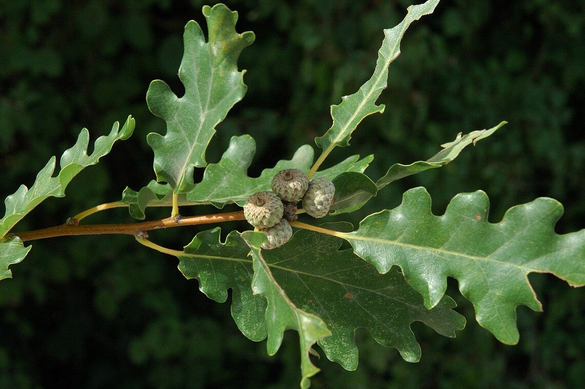 Pubescent oak / Downy oak Quercus pubescens 10 / 25 seeds | Etsy