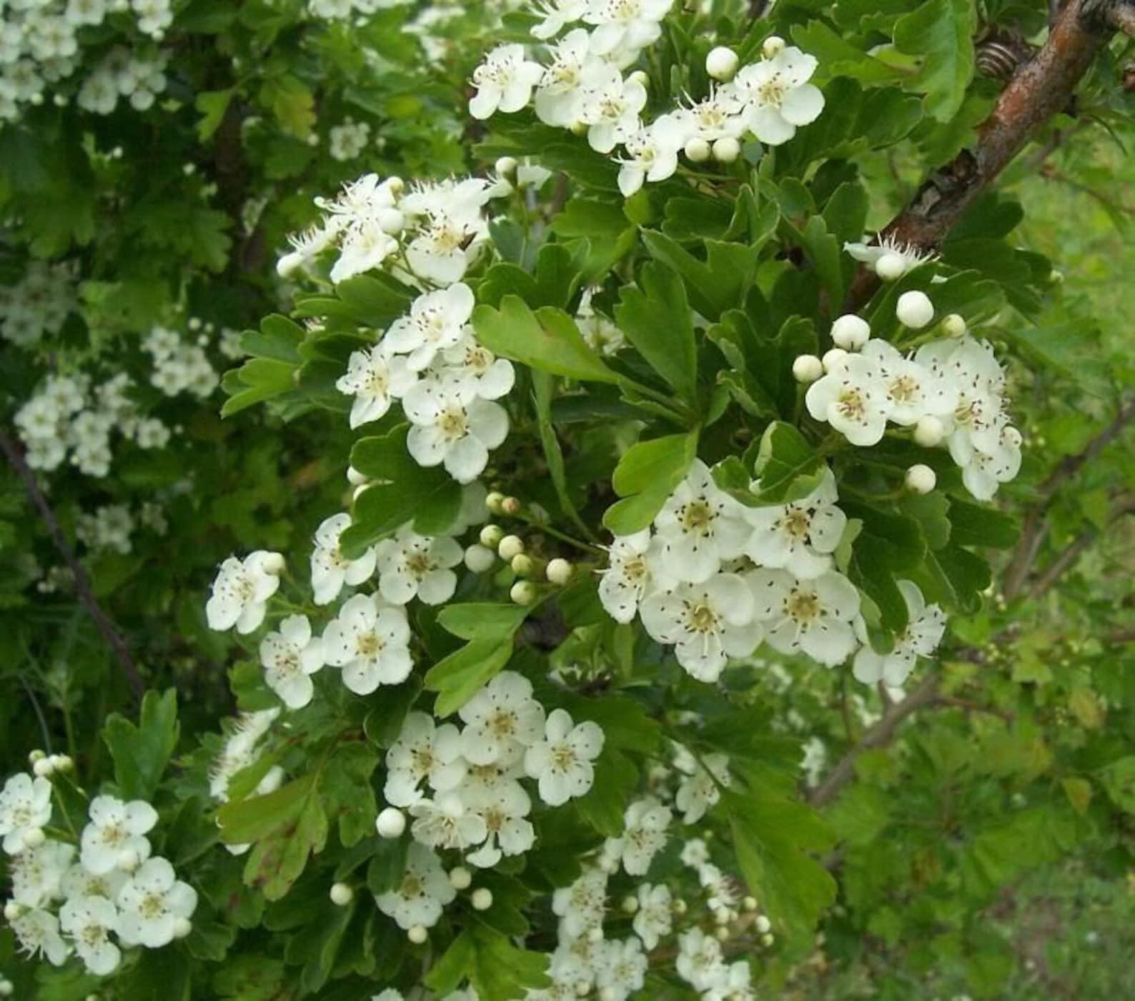 ENGLISH HAWTHORN crataegus Laevigata 100 / 250 / 600 - Etsy Canada