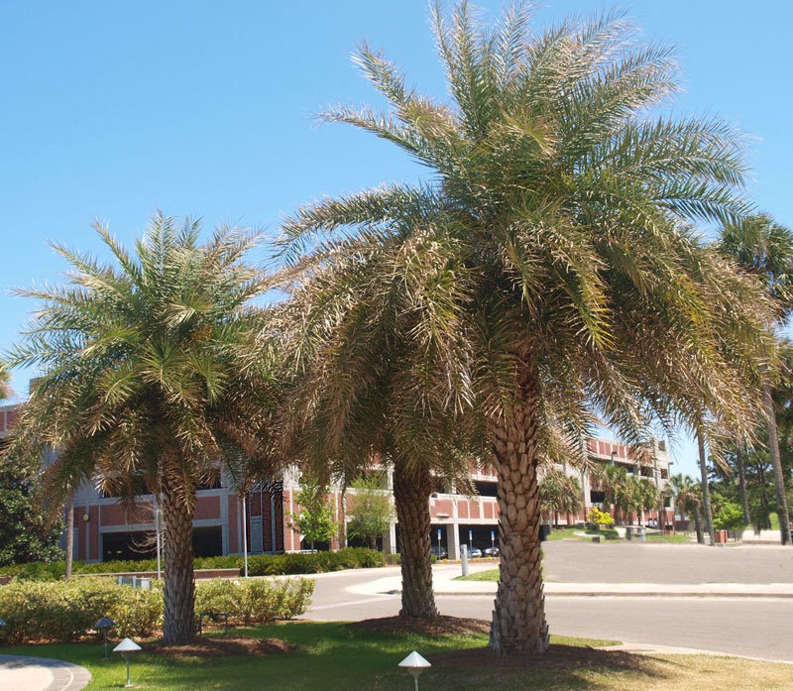 Silver Date Palm phoenix Sylvestris 20 / 50 / 120 Seeds | Etsy