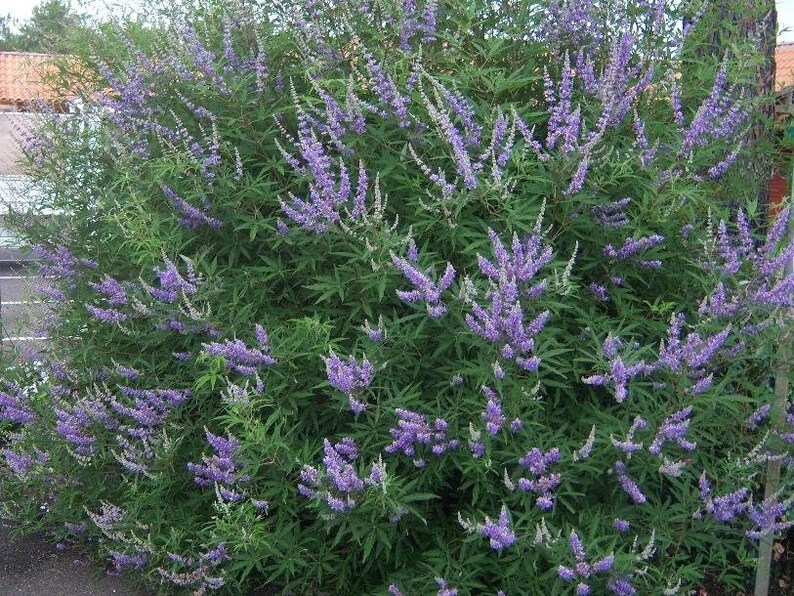 Vitex Chaste Tree Chasteberry vitex Agnus Castus 200 - Etsy