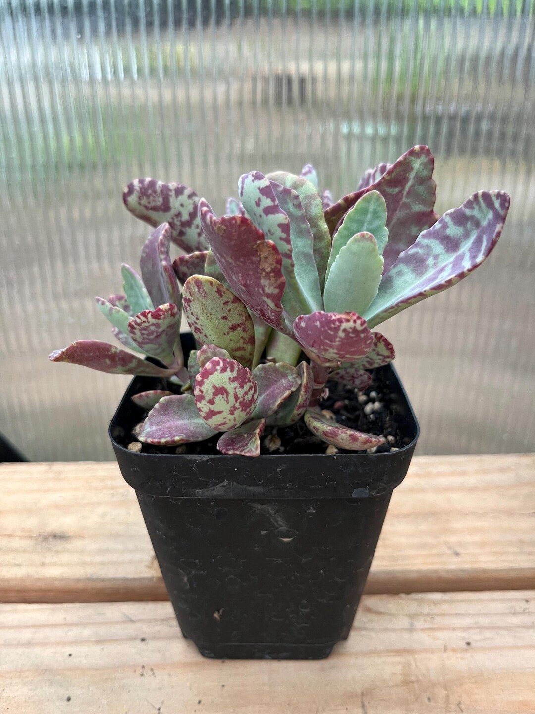 Kalanchoe Humilis desert Surprise - Etsy
