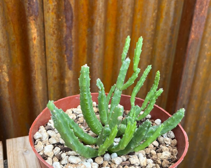 Stapelia Scitula ‘small Starfish Flower’ - Etsy