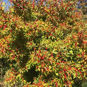Ilex Verticillata ‘winter Red’- Winterberry - 4" Pot Size Live Plant - Etsy