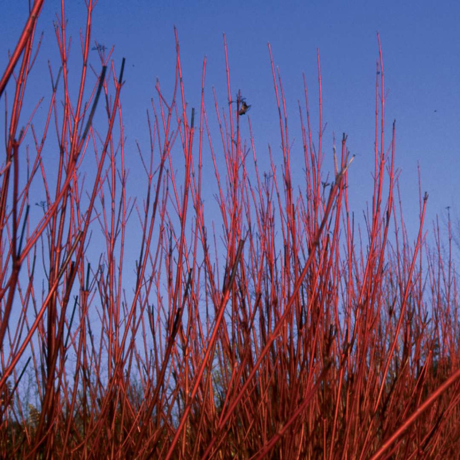 Cornus Sericea 'baileyi' - Red Twig Dogwood - 4" Pot Size Live Plant - Etsy