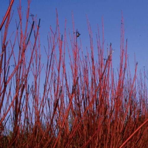 Cornus Sericea 'cardinal' Red Twig Dogwood 4 - Etsy