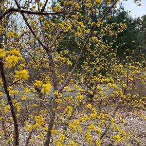 Cornus Officinalis 'kintoki' Japanese Cornel Dogwood Live Plant 24 Tall ...