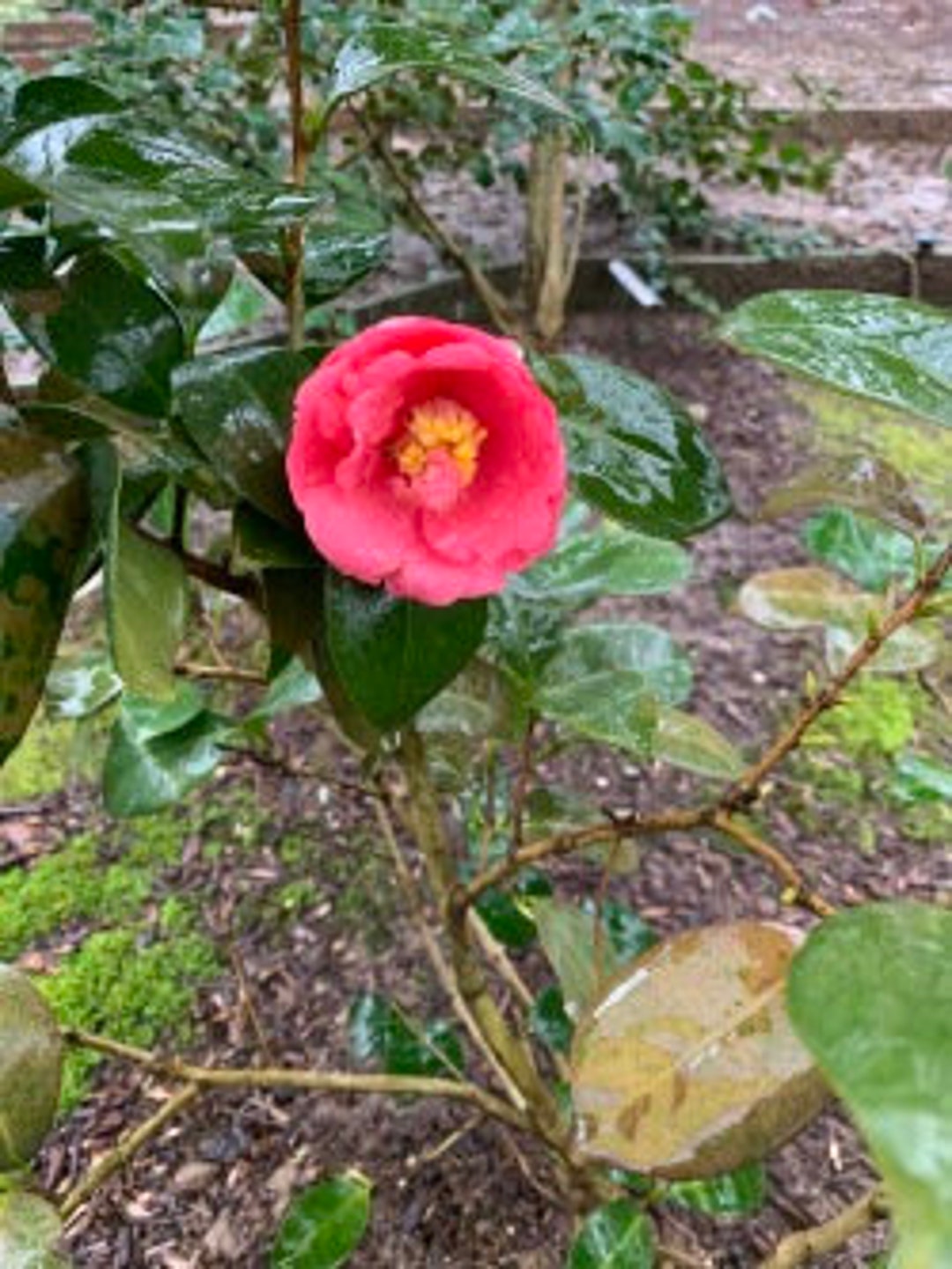 Camellia Japonica 'ashton's High Rise' - Zone 6 Cold Hardy Japanese ...