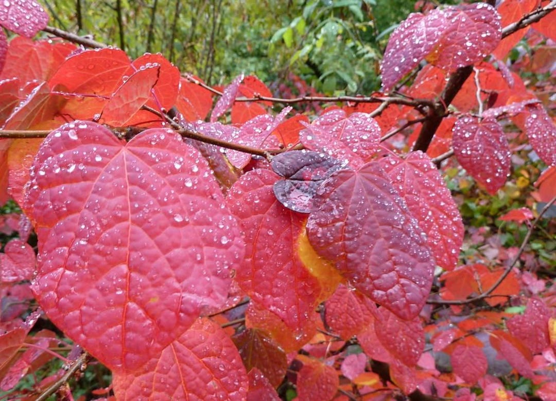 Disanthus Cercidifolius - Redbud Hazel - 2 Gallon Pot - Etsy