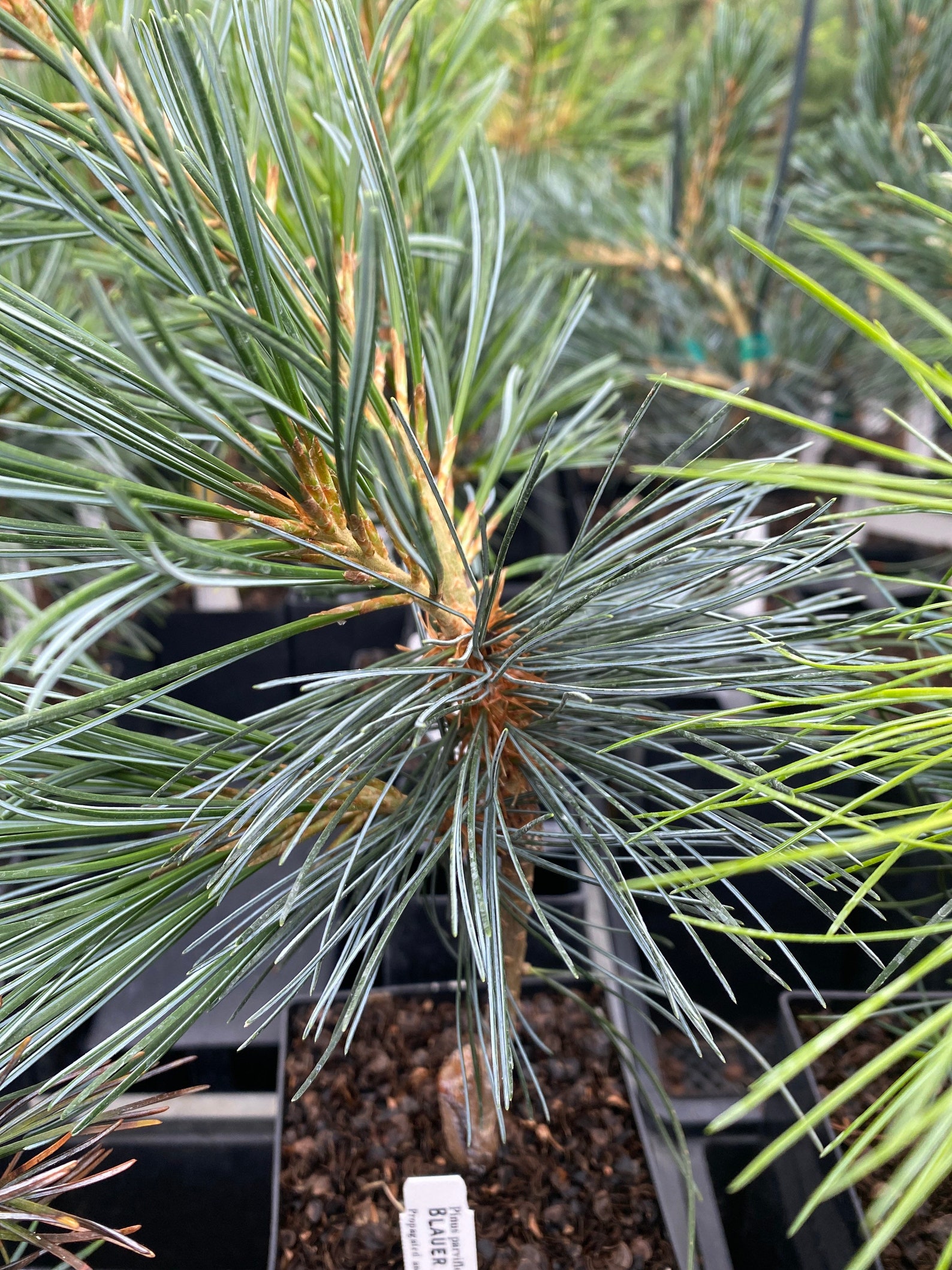 Pinus Parviflora 'blauer Engel' - Live Plant - 12” Tall - 1 Gallon Pot ...