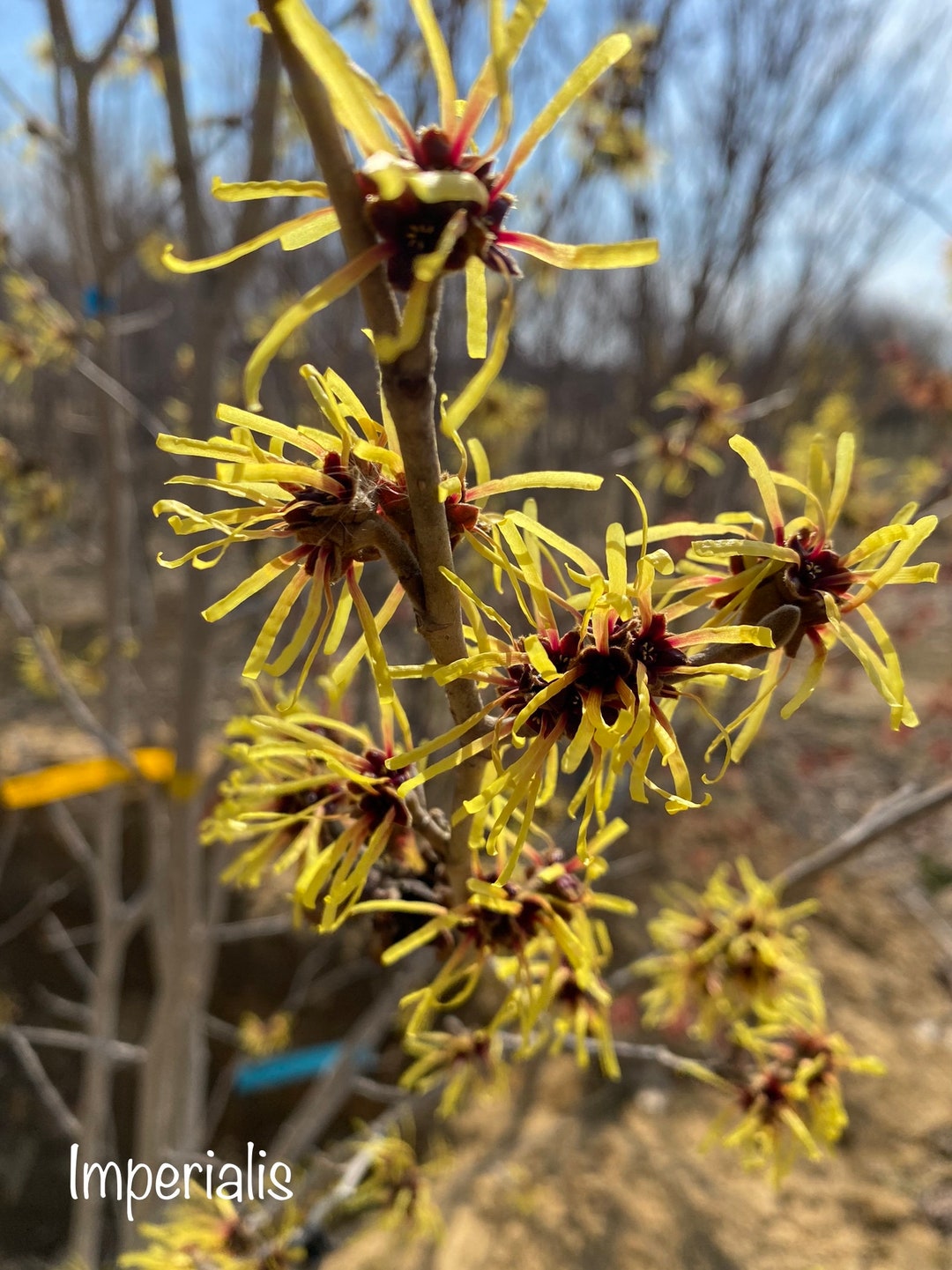 Hamamelis Mollis 'imperialis' - Witch Hazel - Live Plant - 24” Tall ...