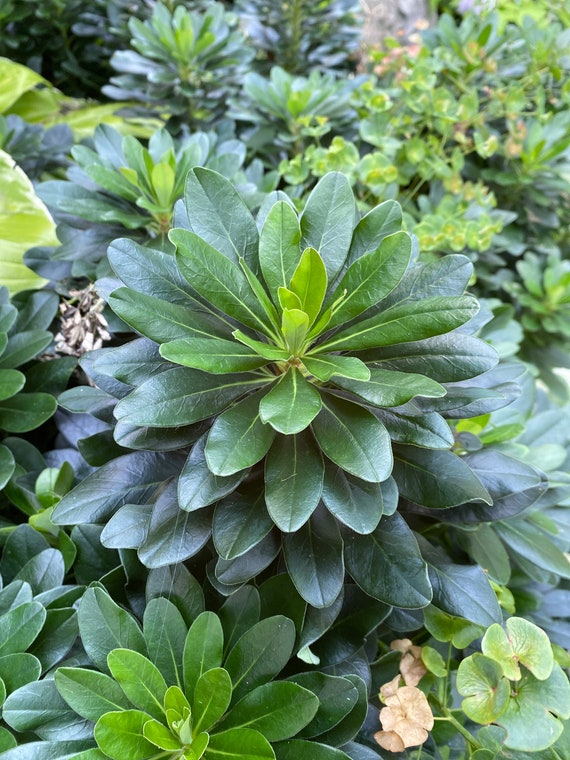 Flowering Spurge New York