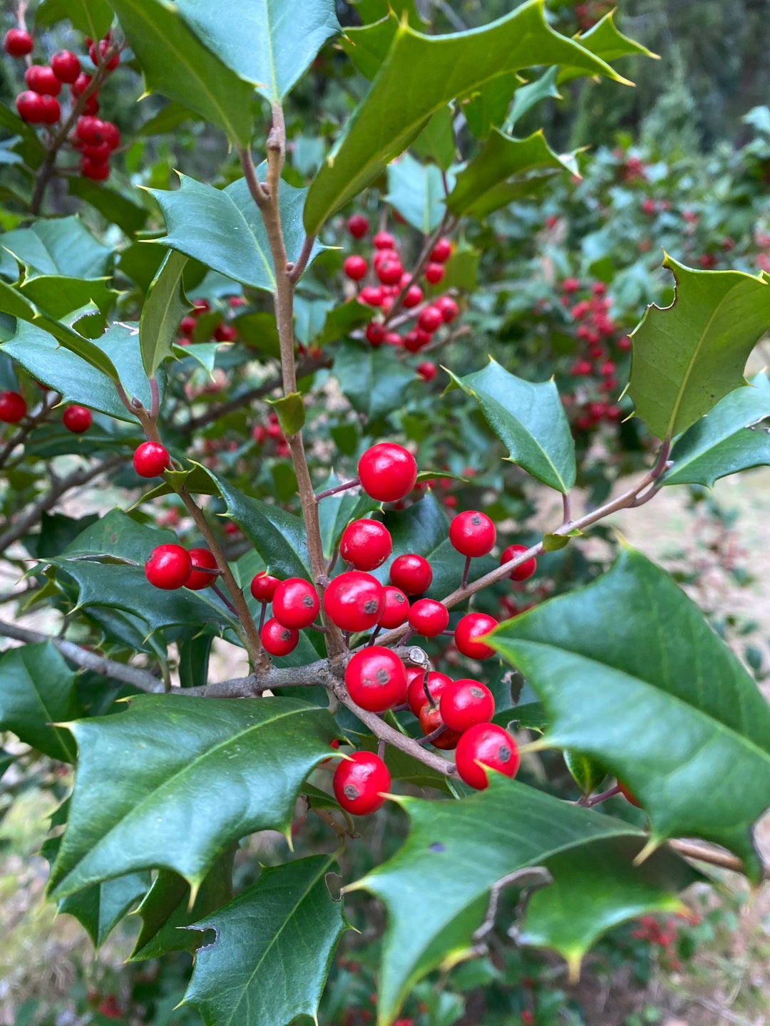 Ilex Opaca 'lacquerberry' - American Holly - Live Plant - Quart Pot - Etsy
