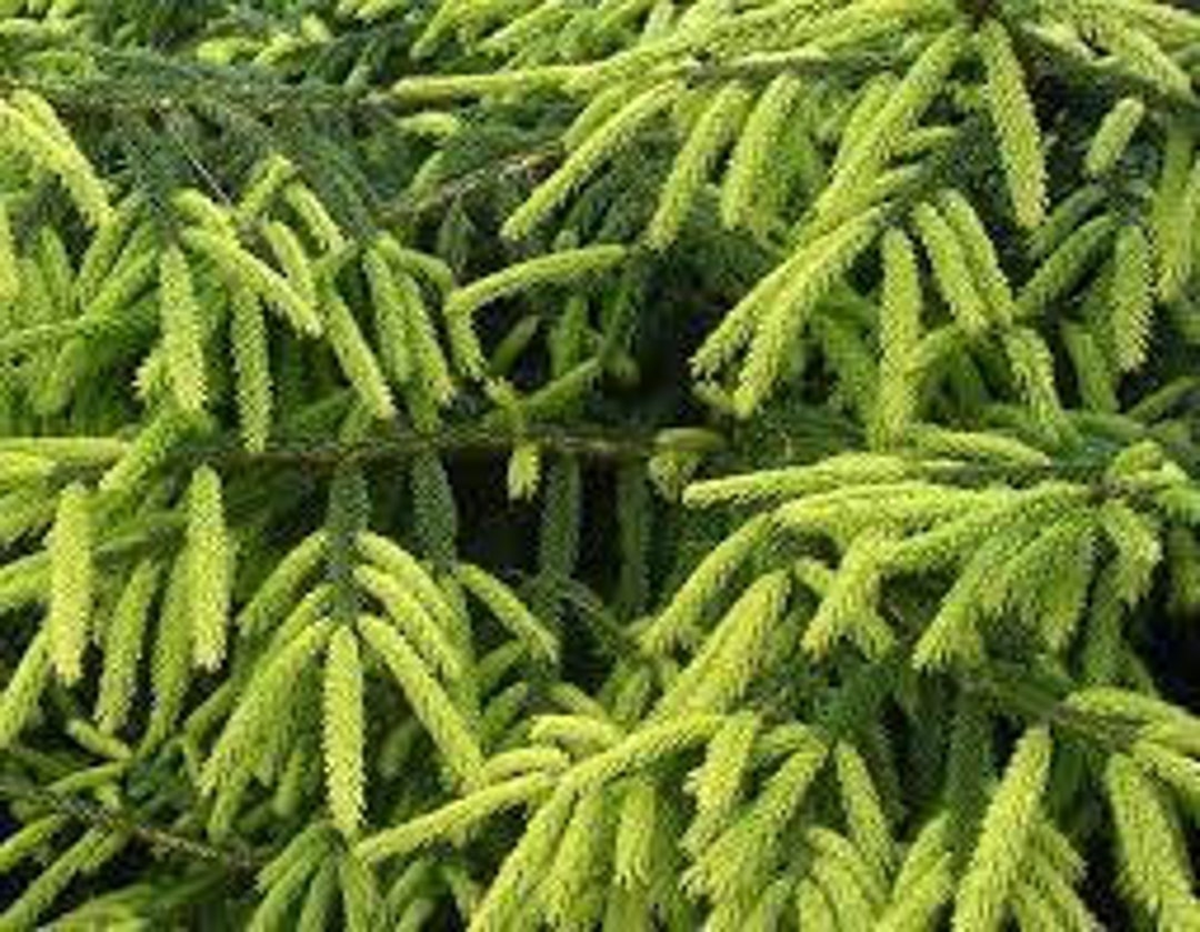 Picea Orientalis 'early Gold' - Oriental Spruce - 10" Tall - 1 Gallon ...