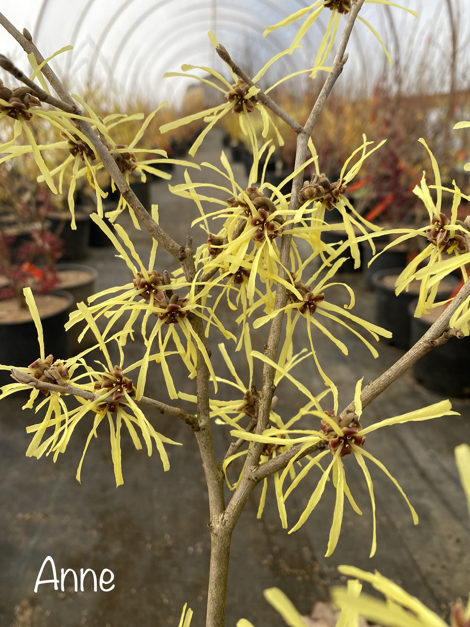 Witch Hazel Tree Silhouette