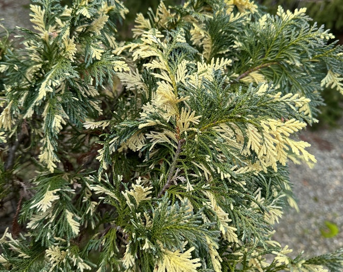 Chamaecyparis Nootkatensis 'sparkling Arrow' - Variegated Alaskan Cedar ...