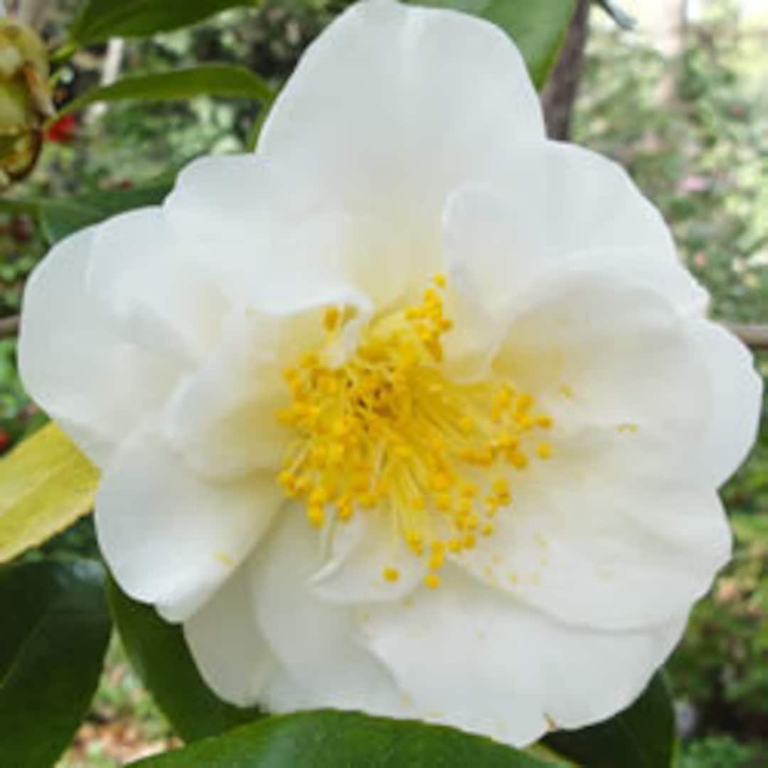 Camellia Japonica 'white Empress' - Japanese Camellia - 3 Gallon Pot ...