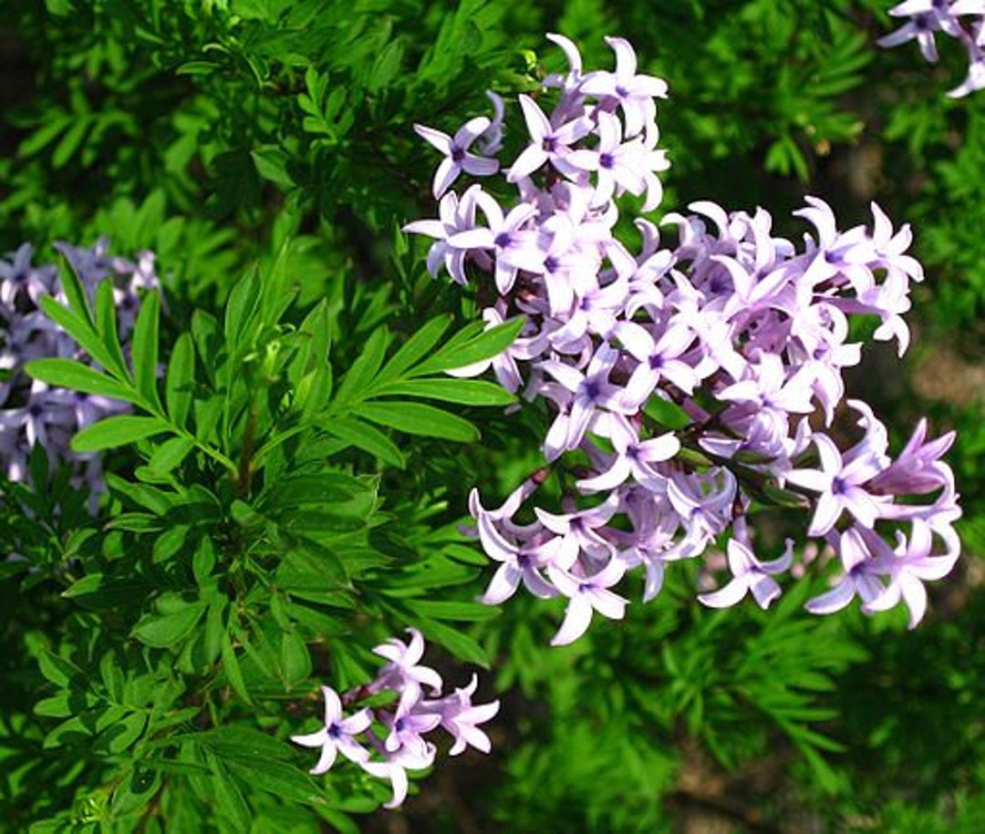 Syringa X Lacinata - Cutleaf Lilac - Live Plant - 12” Tall - 4” Pot - Etsy