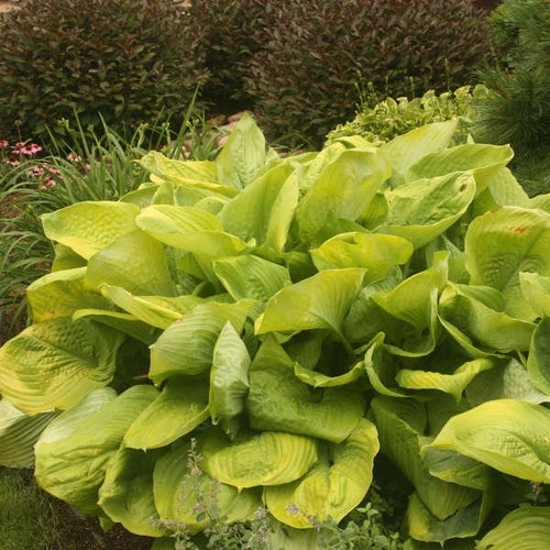 Hosta 'first Dance' 3 Pot Size Starter Plant - Etsy