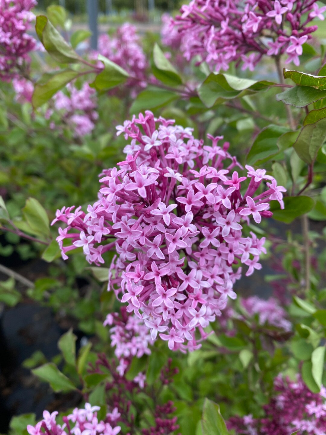 Syringa X 'red Pixie' - Lilac - Live Plant - 1 Gallon Pot - Etsy
