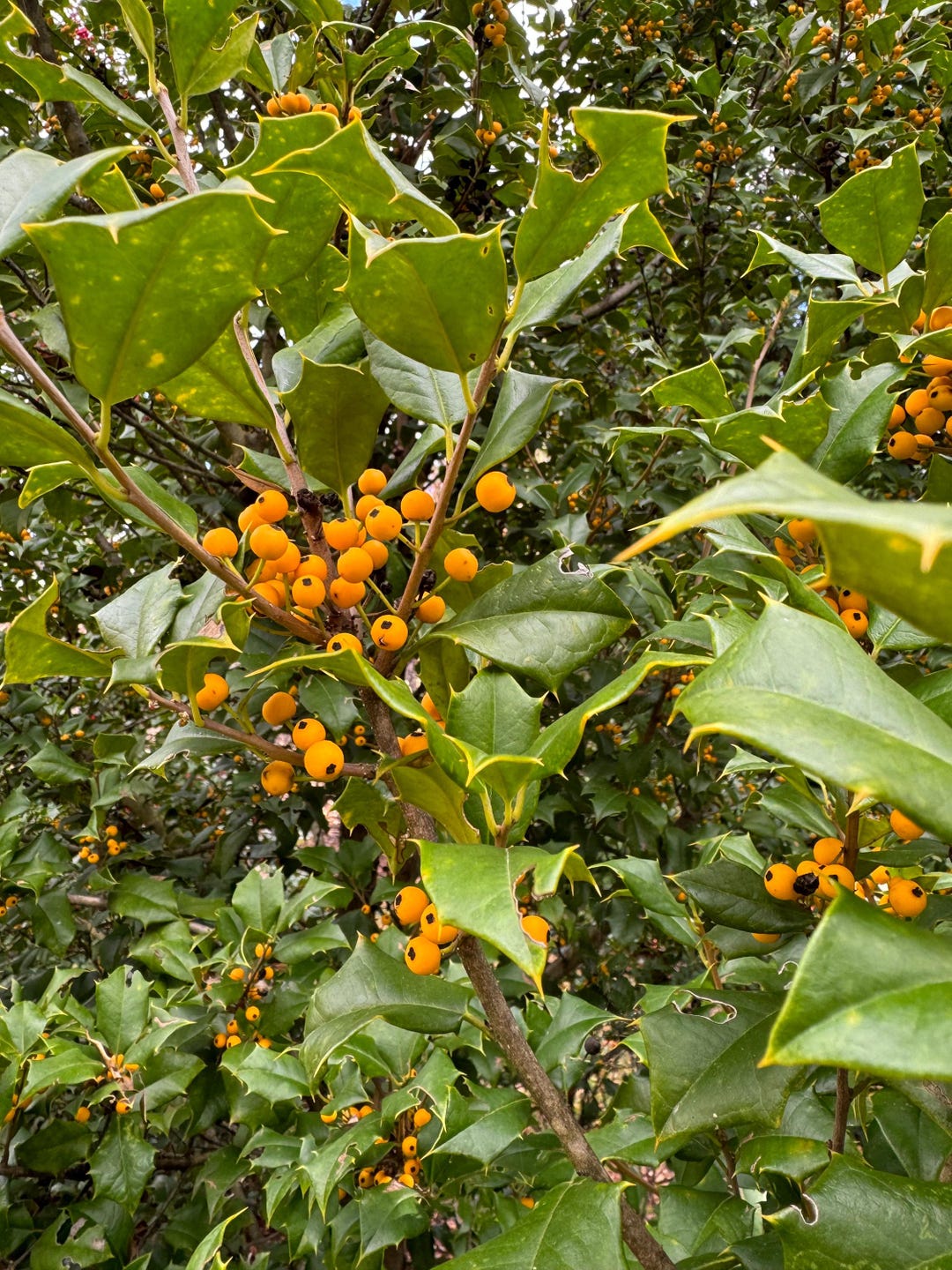 Ilex Opaca 'goldie' - Yellow Fruit American Holly - Live Plant - Quart ...