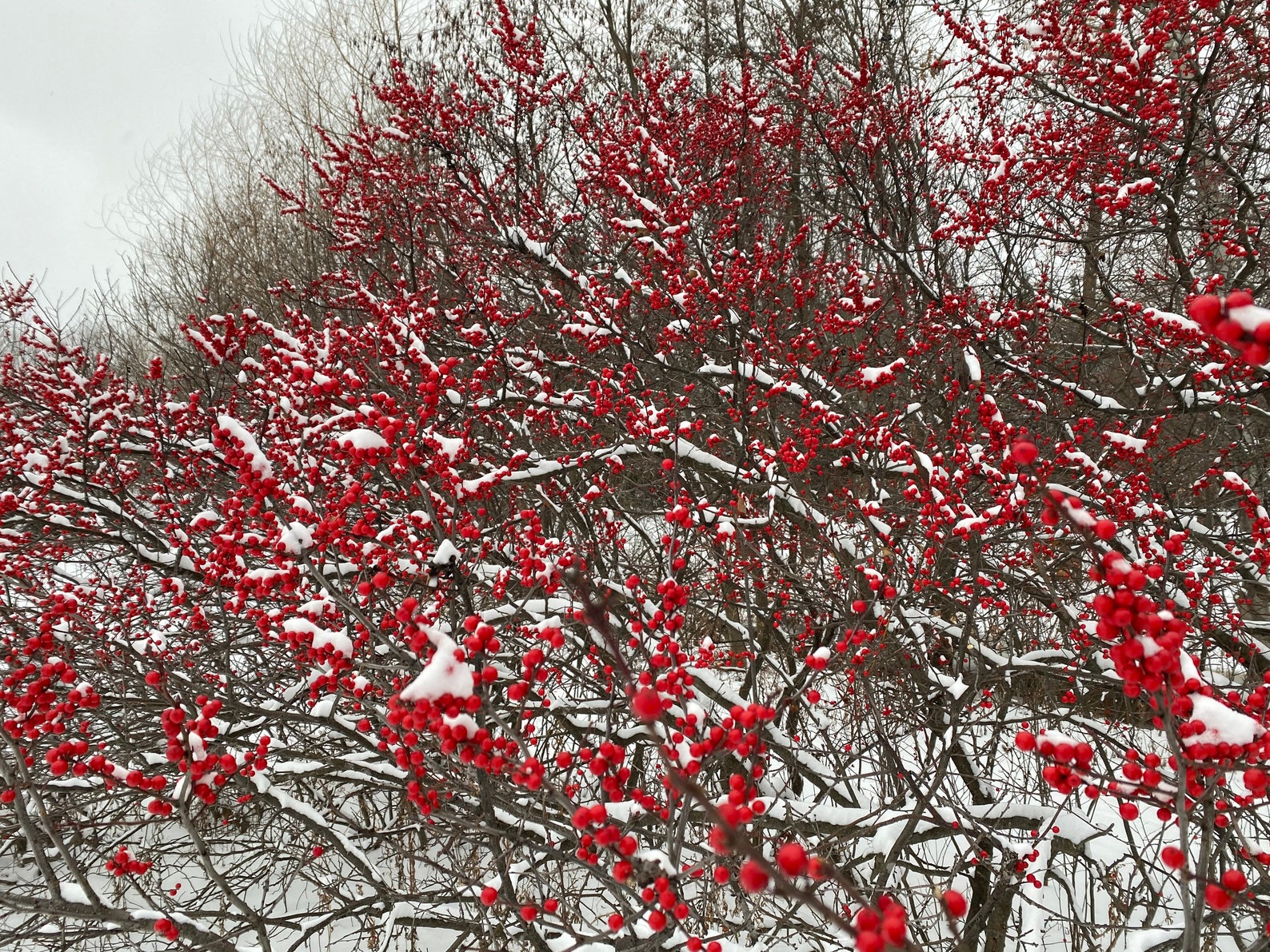 Ilex Verticillata ‘winter Red’- Winterberry - 1 Gallon Pot Size - Live ...