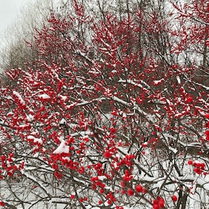 Ilex Verticillata ‘winter Red’- Winterberry - 1 Gallon Pot Size - Live ...
