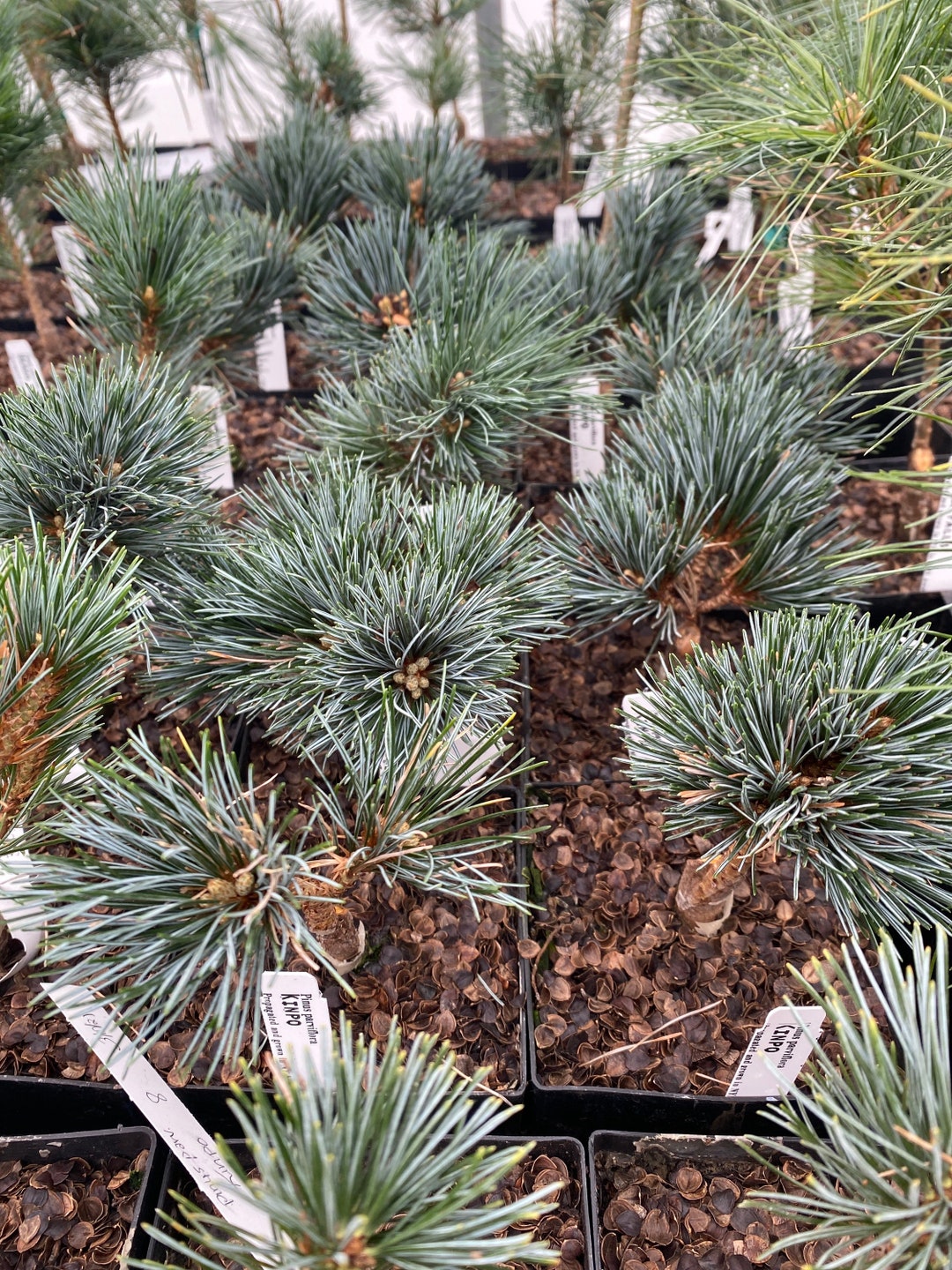 Pinus Parviflora 'kinpo' Live Plant 6 Tall 1 - Etsy