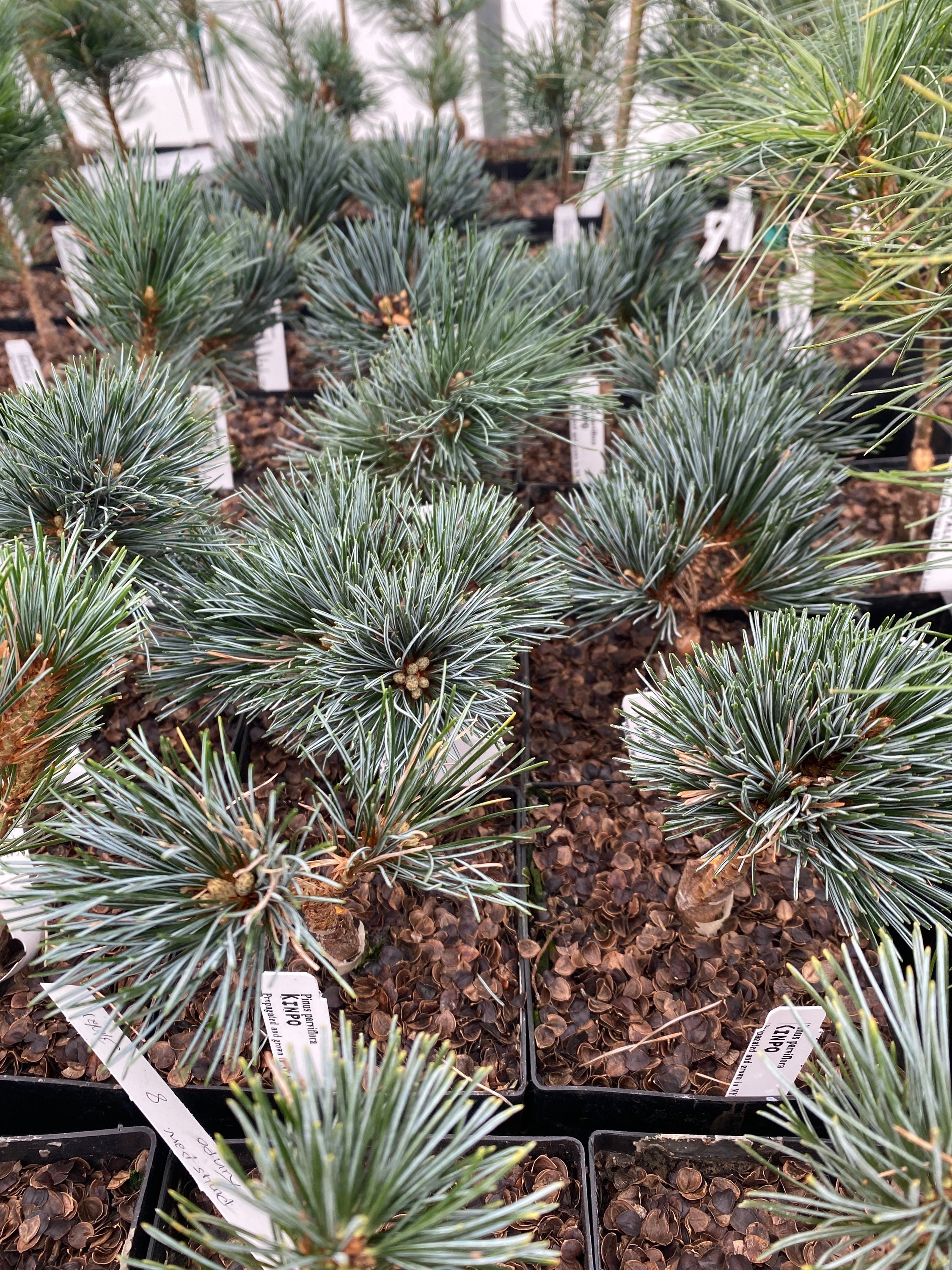 Pinus Parviflora Kinpo