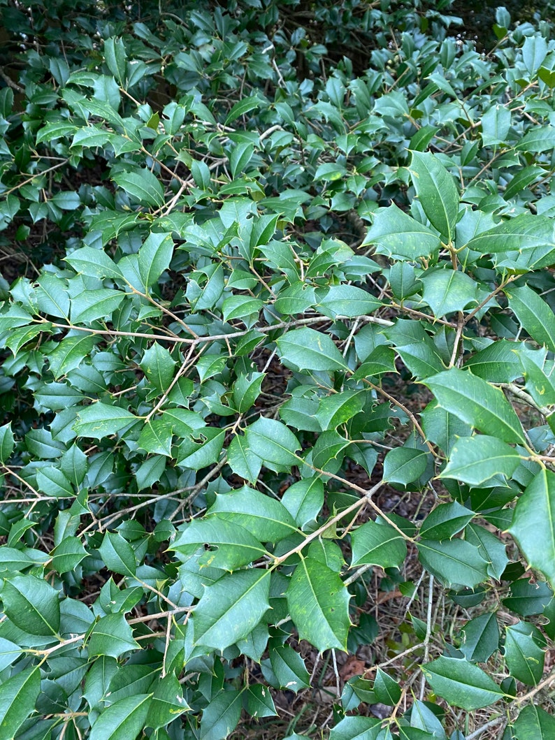 Ilex Opaca 'male' - American Holly - Live Plant - 12” Tall - 1 Gallon ...