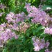 Syringa X red Pixie Lilac Live Plant 1 Gallon Pot - Etsy