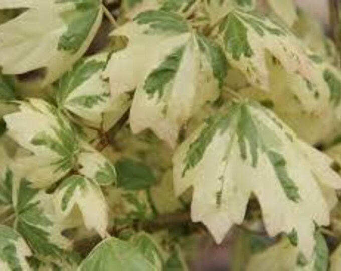 Acer Campestre 'carnival' - Variegated Hedge Maple - 12" Tall - Ships ...