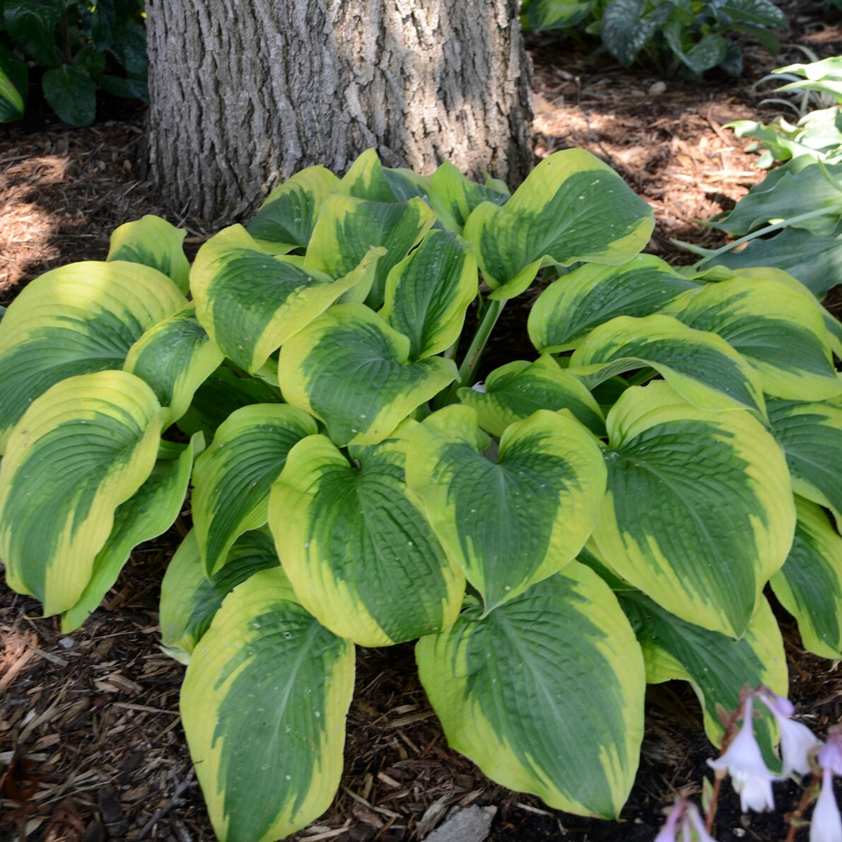 Hosta 'afterglow' 3 Pot Size Starter Plant - Etsy