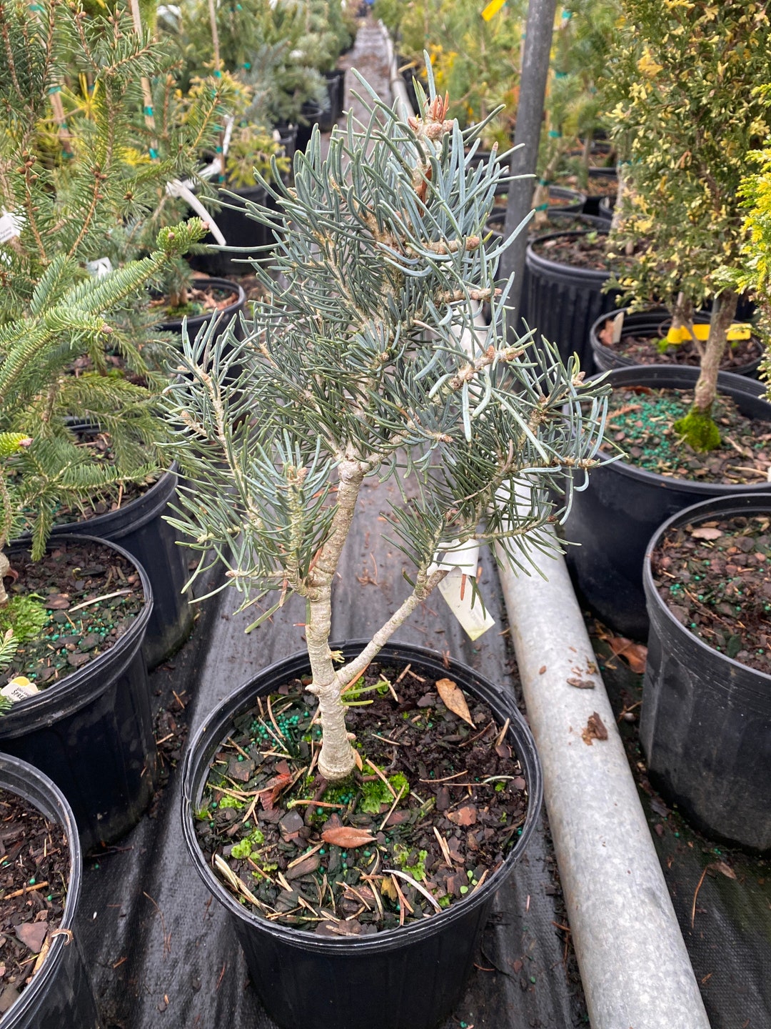 Abies Concolor 'compacta' - Compact White Fir - Live Plant - 2 Gallon ...