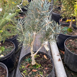 Abies Concolor 'compacta' - Compact White Fir - Live Plant - 2 Gallon ...