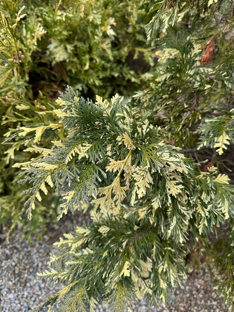 Chamaecyparis Nootkatensis 'sparkling Arrow' - Variegated Alaskan Cedar ...
