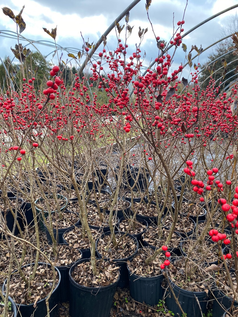 Ilex Verticillata red Sprite Dwarf Winterberry Live Plant - Etsy