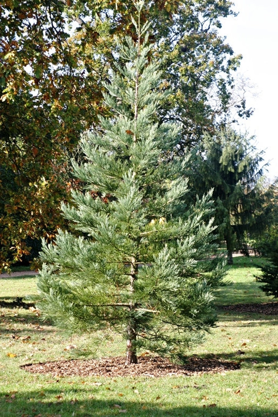 Sequoiadendron Giganteum 'glaucum' - Blue Giant Sequoia - 12" Tall - 1 ...