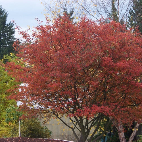 Autumn Brilliance Serviceberry Amelanchier Grandiflora - Etsy