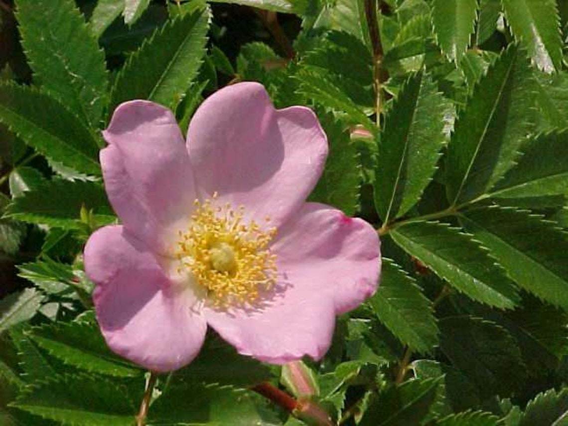 Rosa Carolina - Pasture Rose - 2 Gallon Pot - Etsy