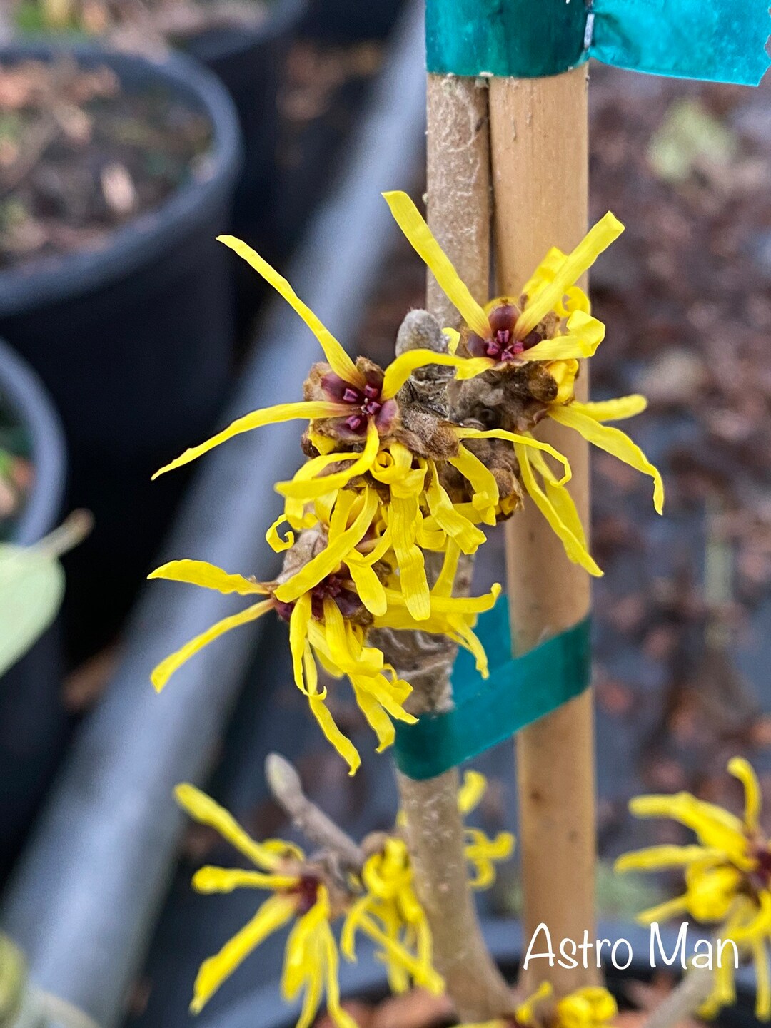 Hamamelis Mollis 'astro Man' Witch Hazel - Live Plant - 18” Tall ...